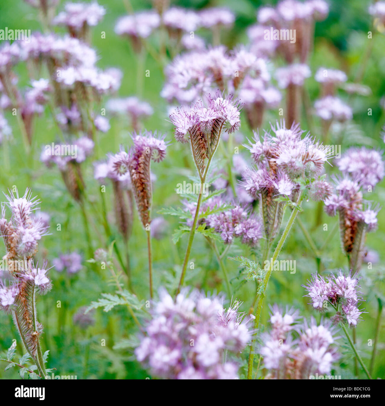 Frilly flowers hi-res stock photography and images - Alamy