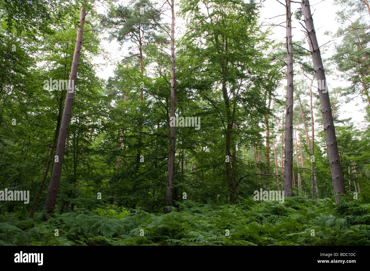 Deciduous forest in Normandy France Stock Photo - Alamy