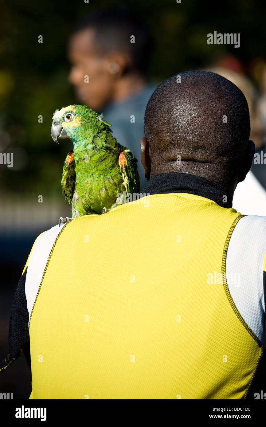 Parrot on mans shoulder hi-res stock photography and images - Alamy