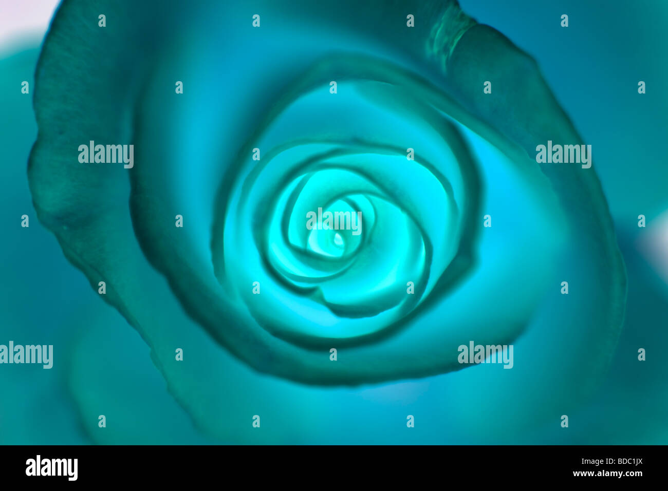 Invert flower hi-res stock photography and images - Alamy