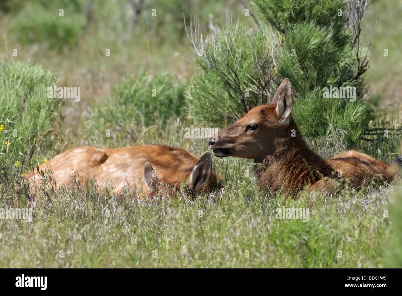 Elk Alces alces two new born fawns lying together in the sage brush in ...