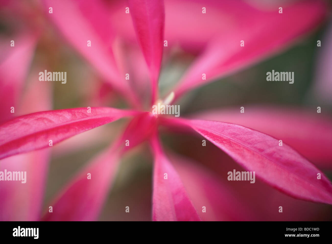 Funky leaves hi-res stock photography and images - Alamy