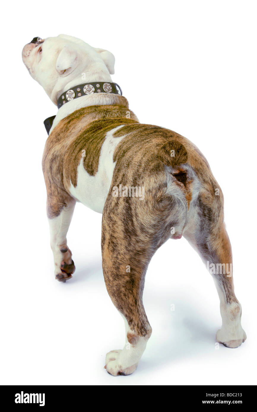 English bulldog (Canis lupus f. familiaris), caponise, back view Stock ...