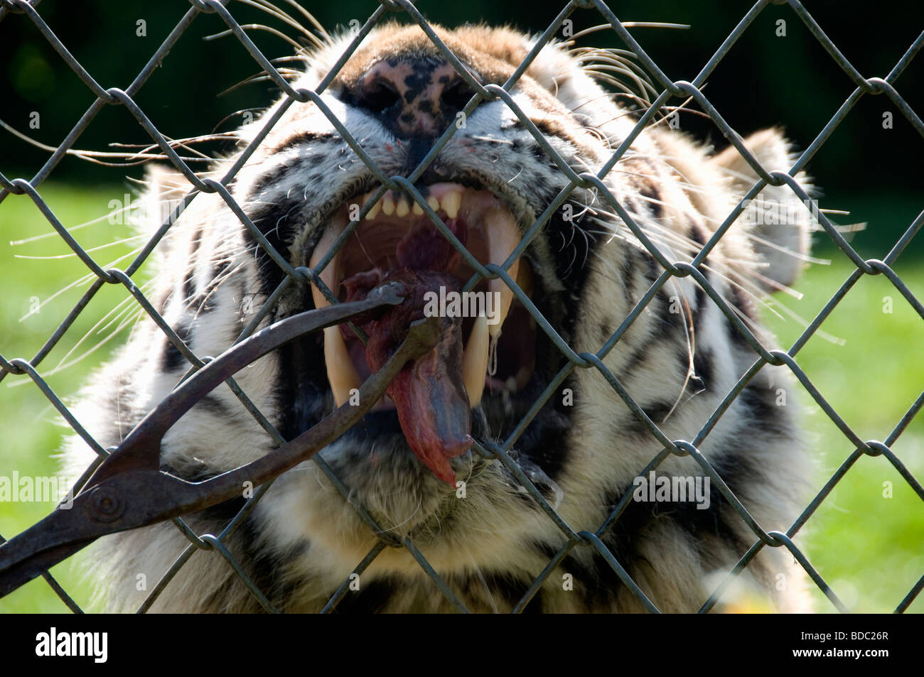 Tiger being hand fed in Banham zoo Stock Photo - Alamy