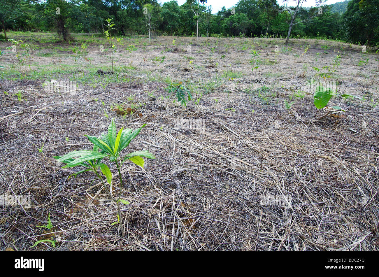 Native plants and trees hi-res stock photography and images - Alamy