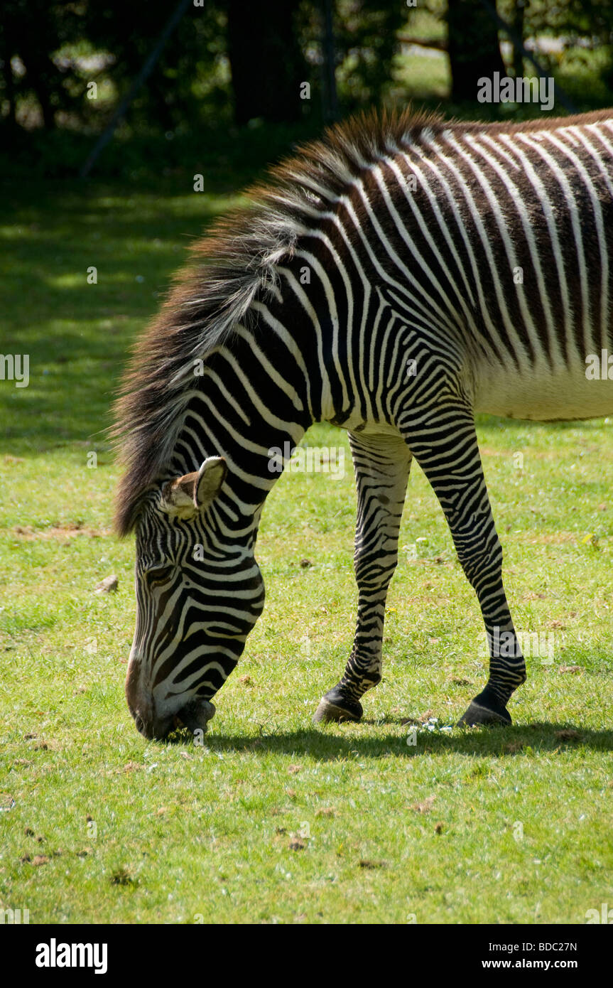 Zebra eating hi-res stock photography and images - Alamy