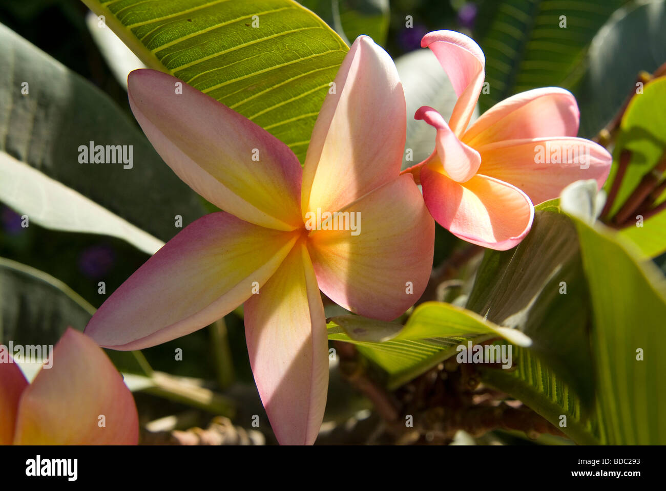 frangipani in formal gardens Stock Photo - Alamy