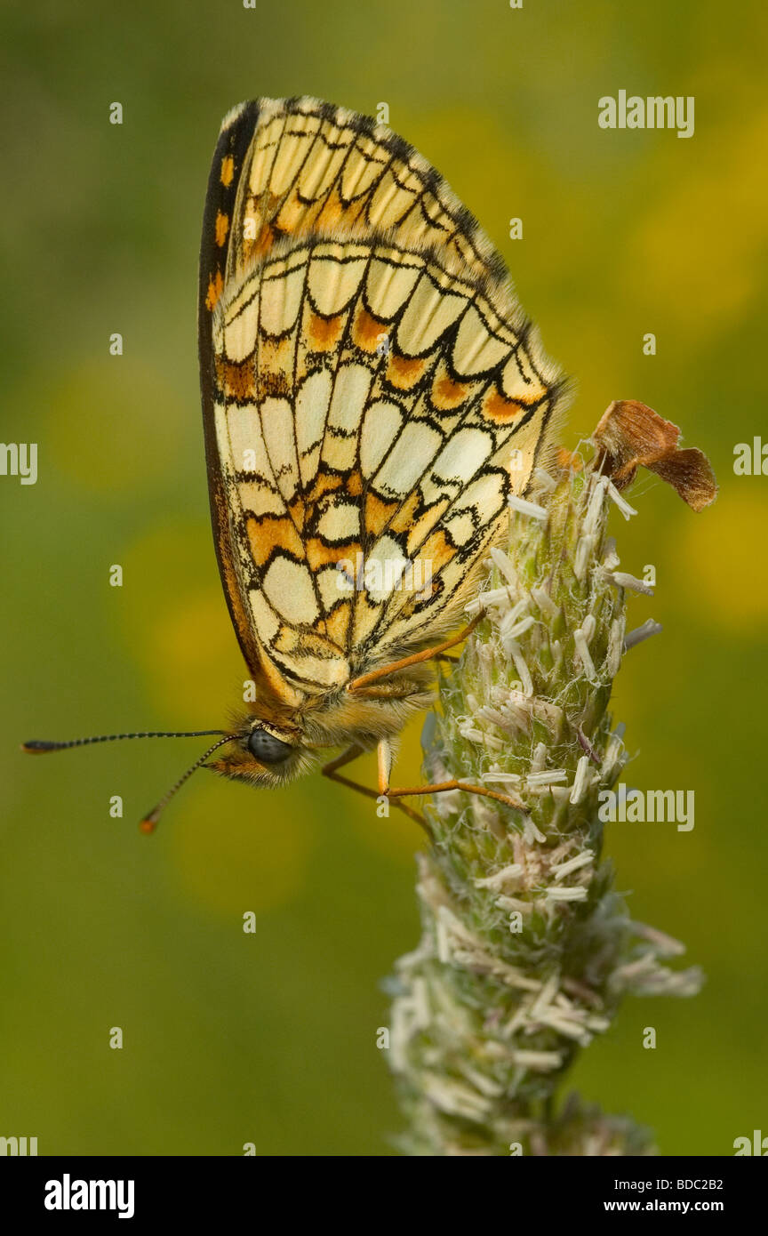 Heath Fritillary (Melitaea athalia Stock Photo - Alamy