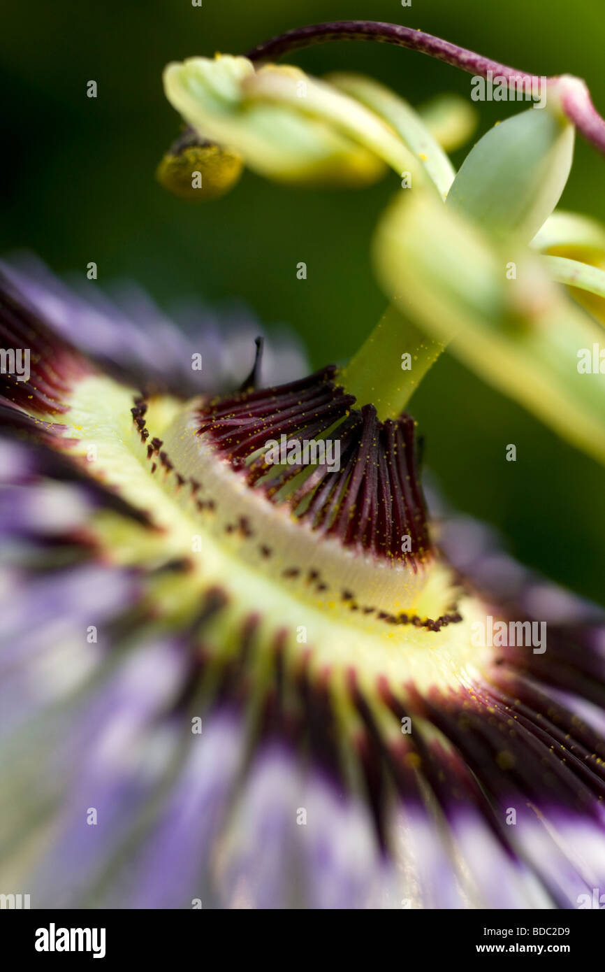 Passionflower Closeup Passiflora caerulea Stock Photo - Alamy