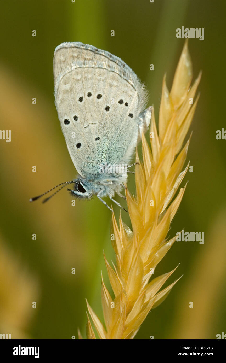 Black Eyed Blue (Glaucopsyche melanops Stock Photo - Alamy
