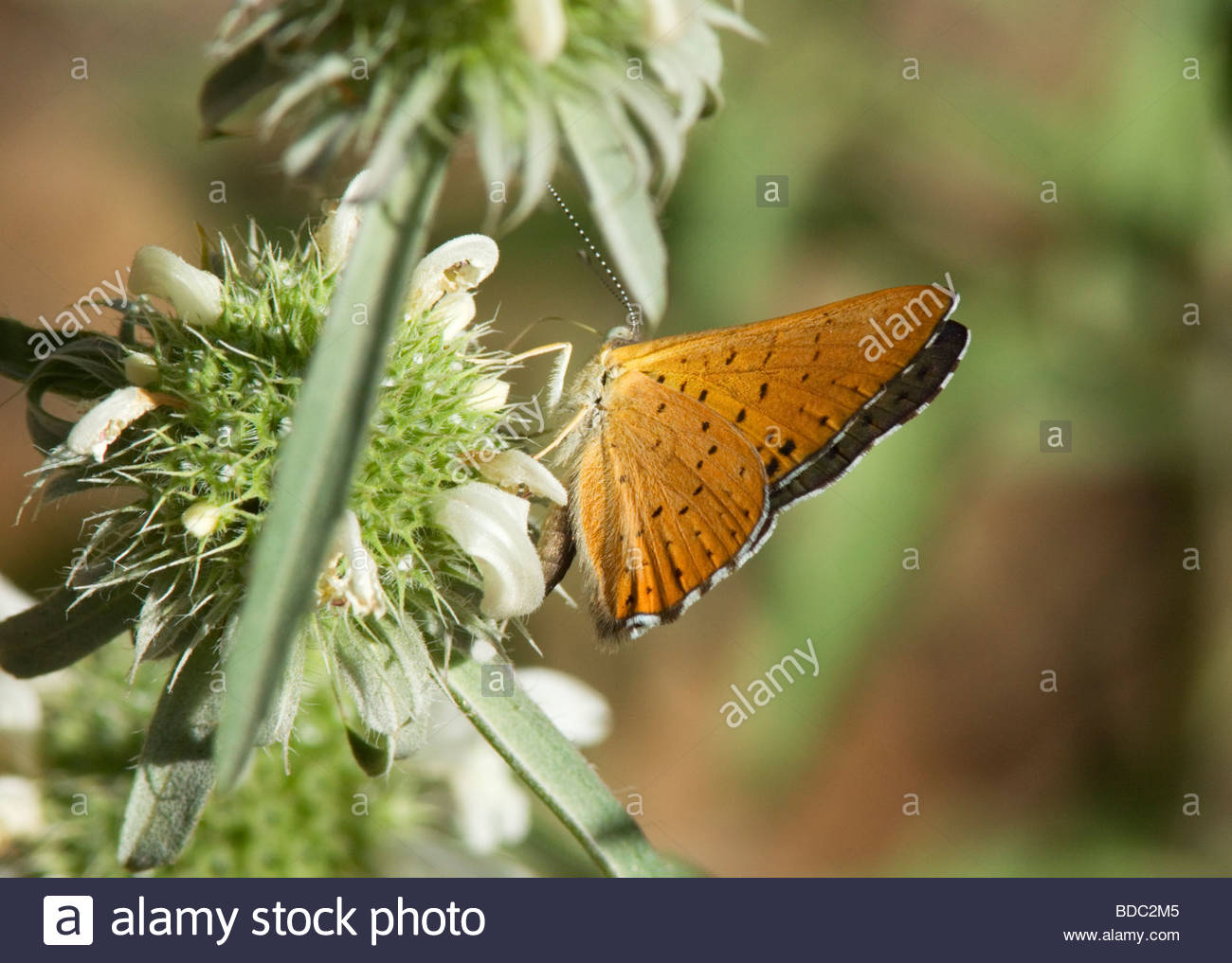 Metalmarks High Resolution Stock Photography and Images - Alamy