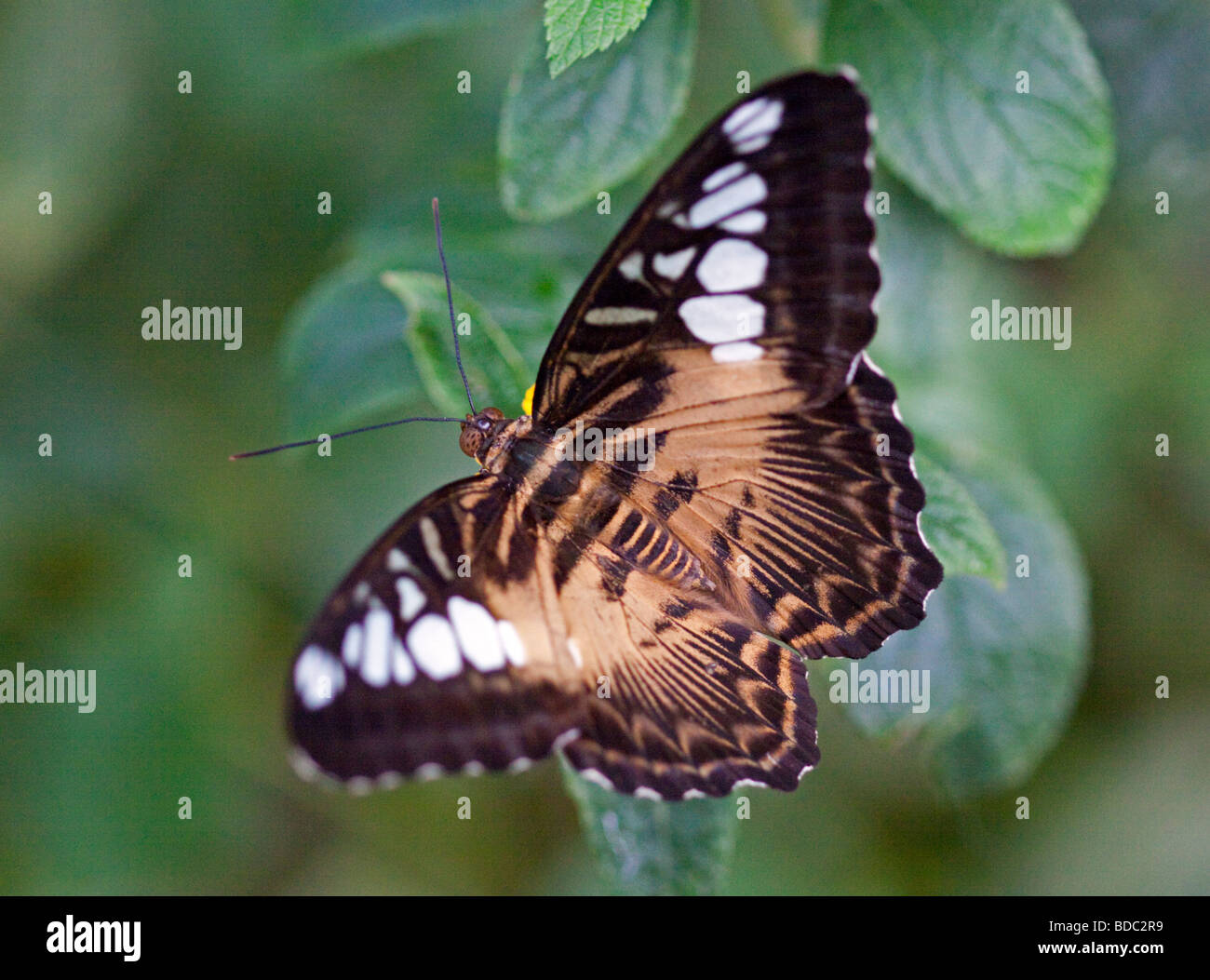 Clipper Butterfly (parthenos sylvia violaceae Stock Photo - Alamy