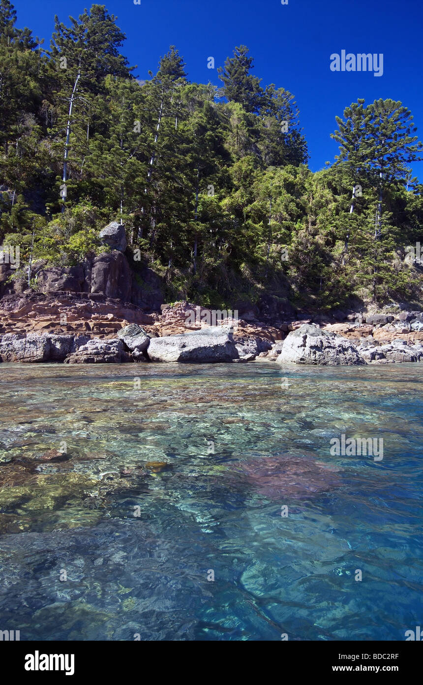 Fringing coral reefs and hoop pine forest of Dumbell Island Whitsunday ...