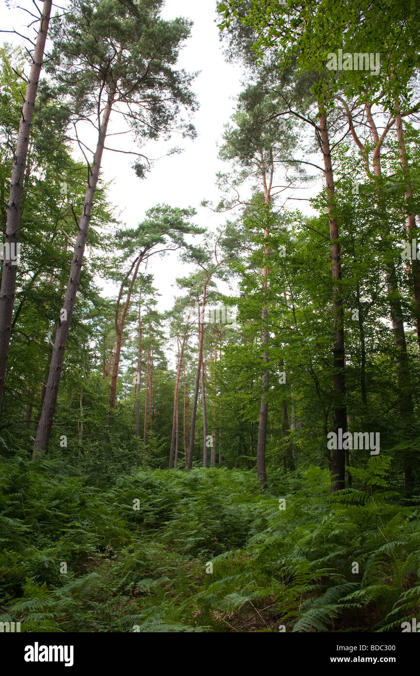 France normandy forest hi-res stock photography and images - Alamy