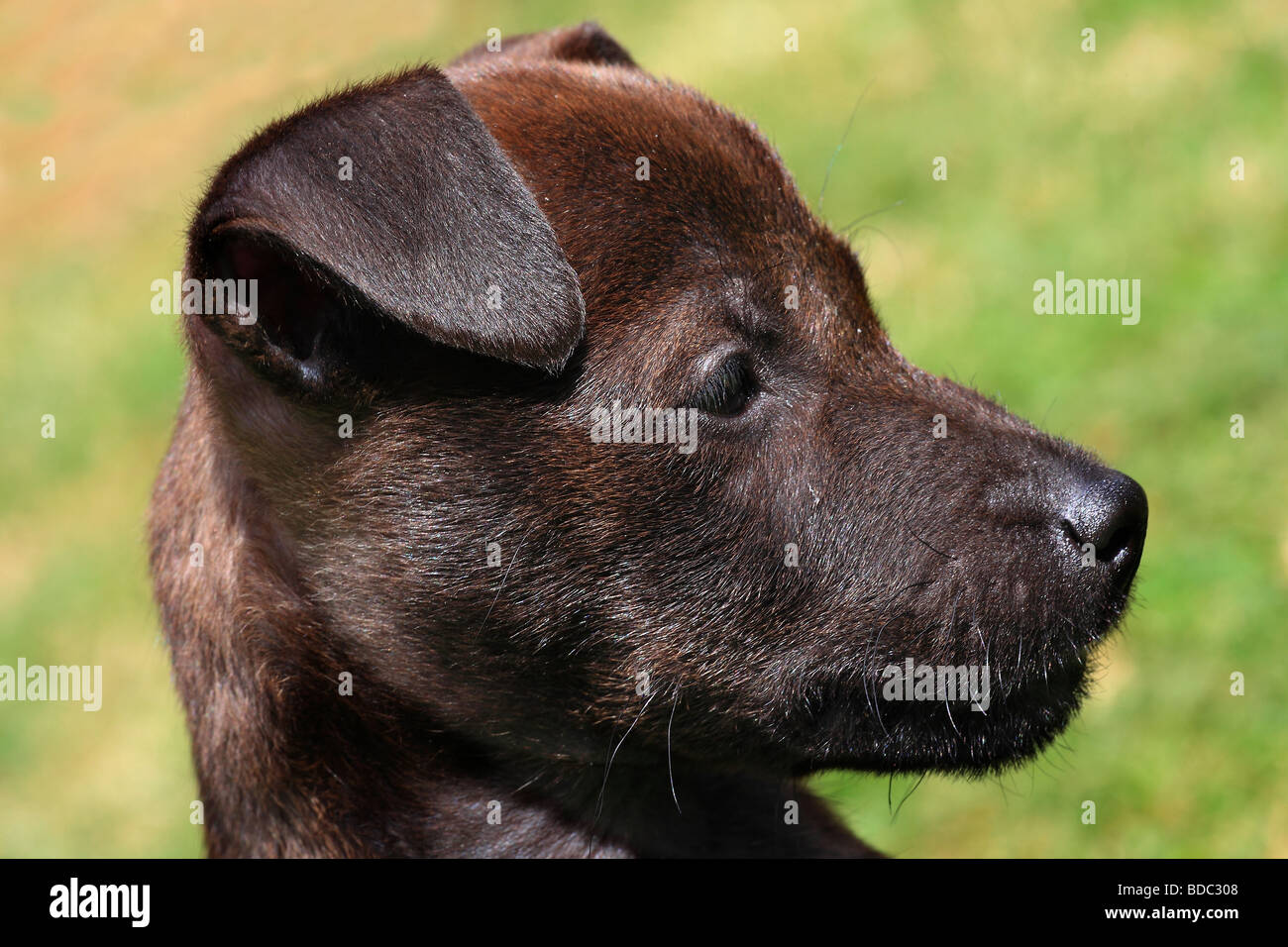 Jack Russell Puppy on the grass Stock Photo - Alamy