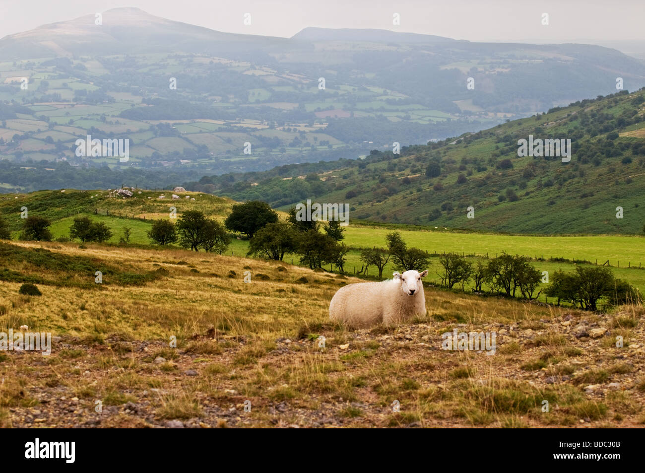 A Welsh mountain sheep with the brecon Beacons in the background Photo ...