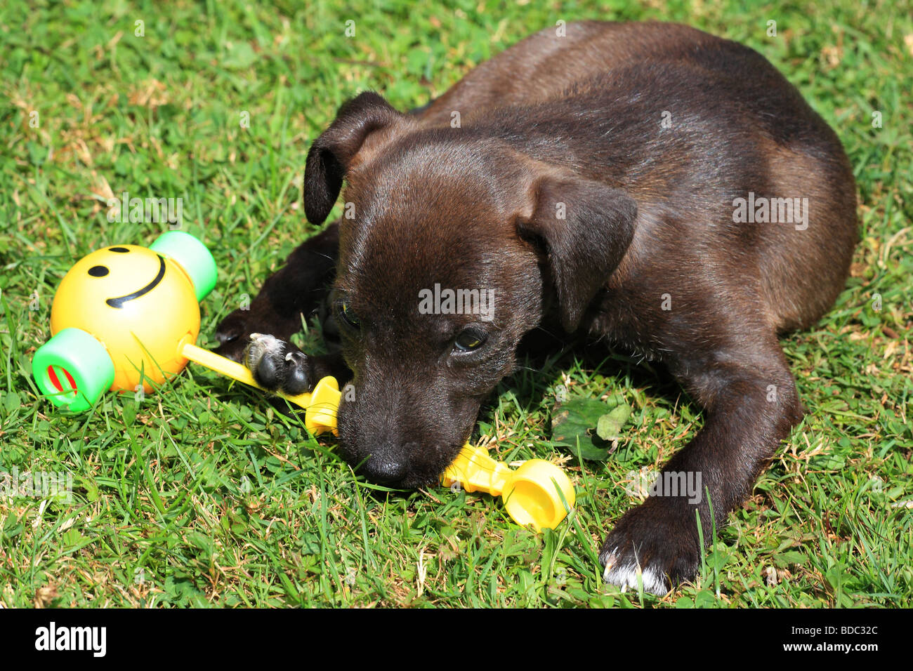 Smiley toy hi-res stock photography and images - Alamy
