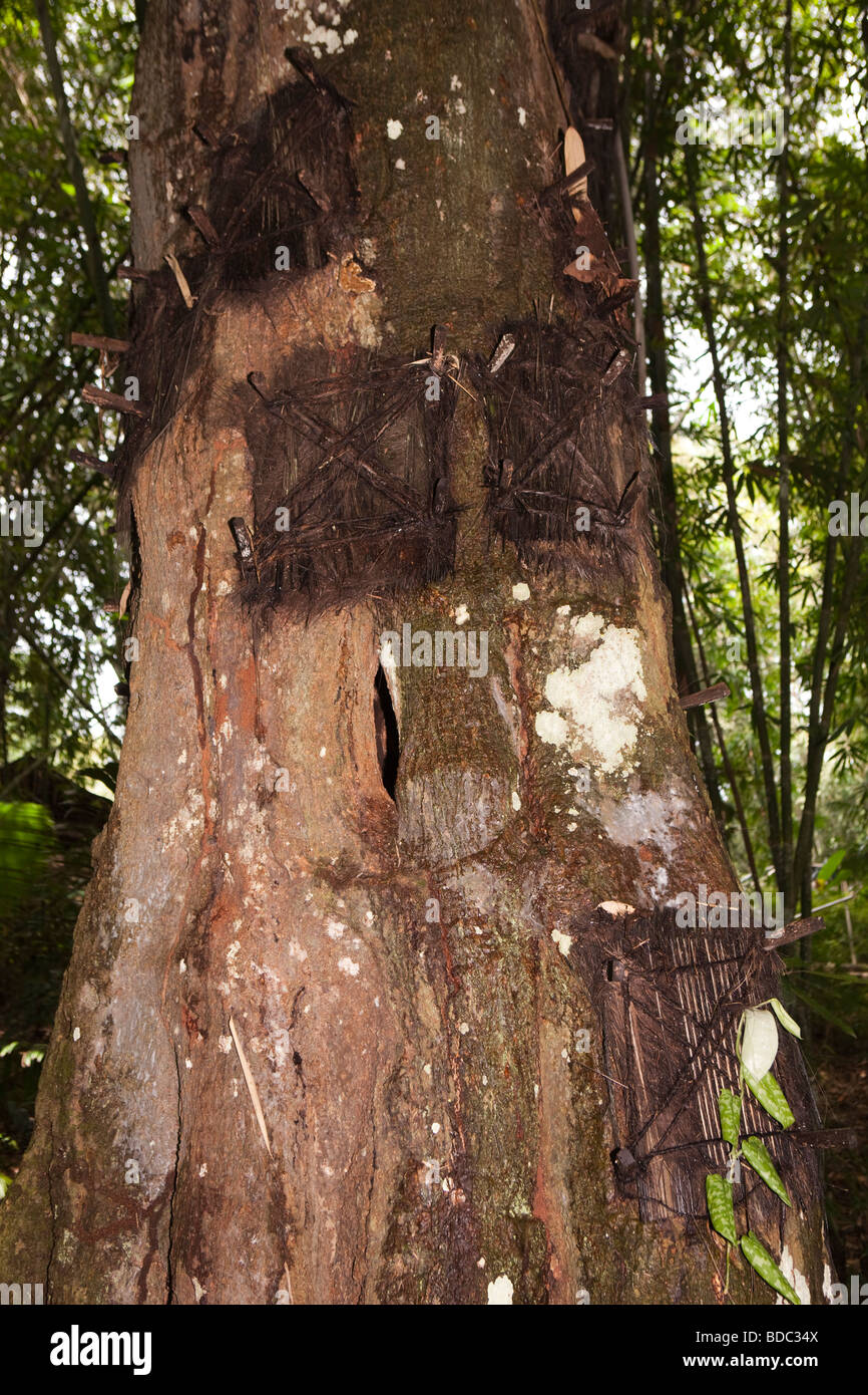 Indonesia Sulawesi Tana Toraja Kambira village infant burial ground ...