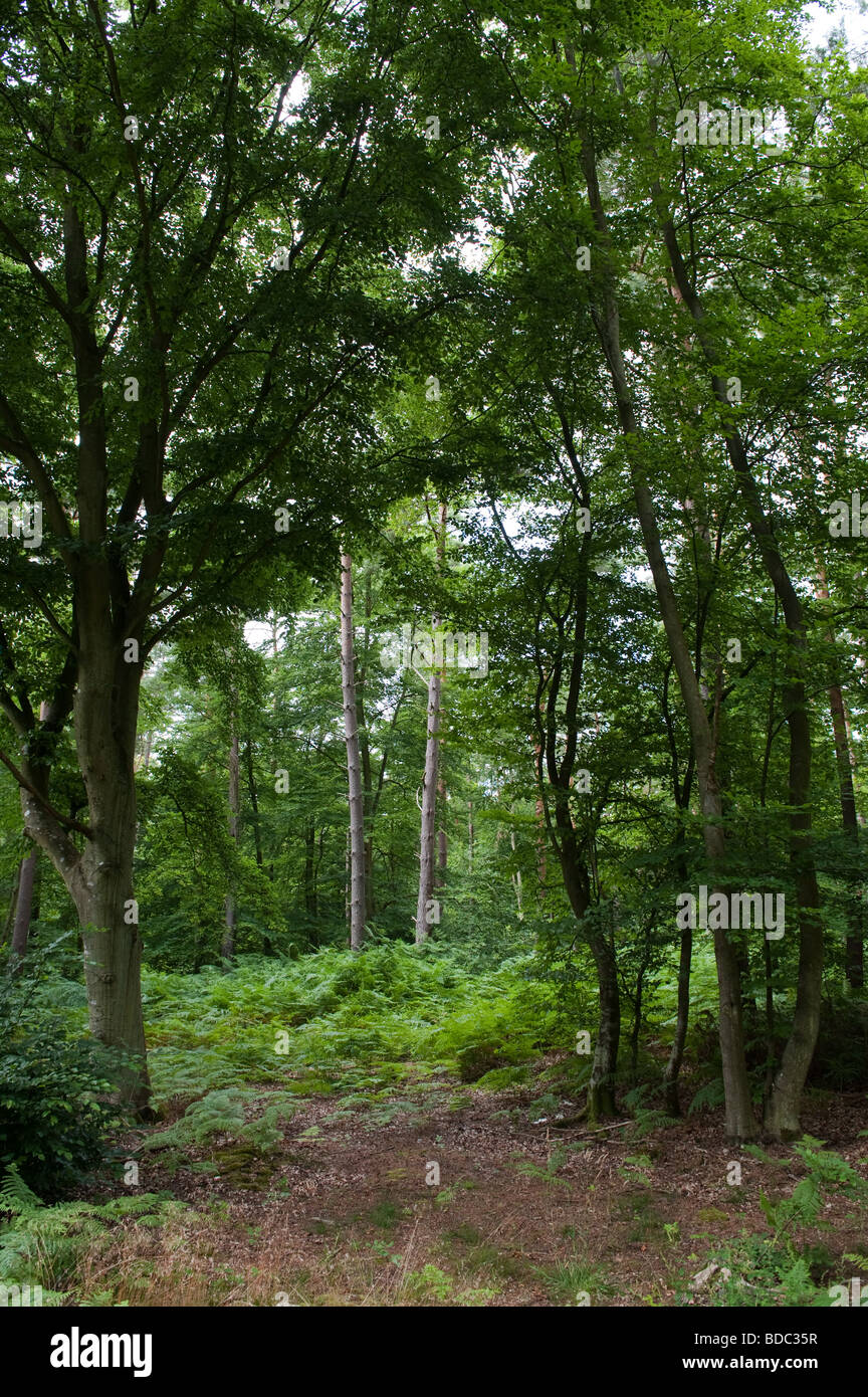 Deciduous forest in Normandy France Stock Photo - Alamy