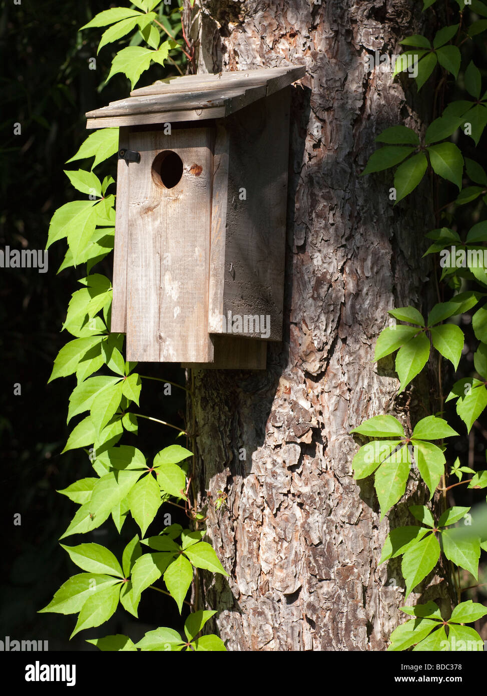 A birdhouse on a tree Stock Photo - Alamy