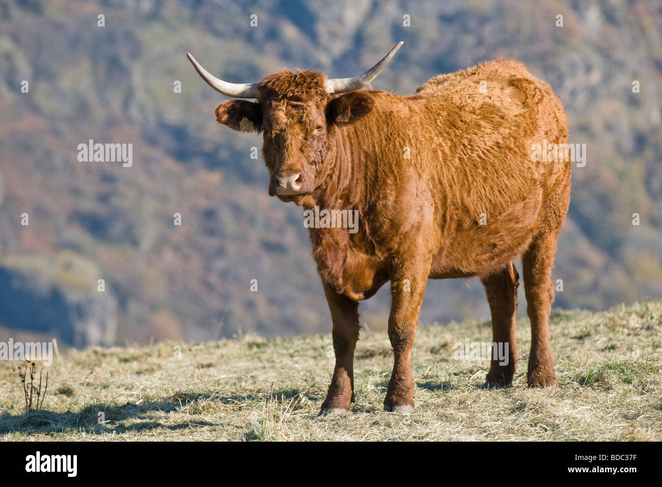 Salers bull hi-res stock photography and images - Alamy