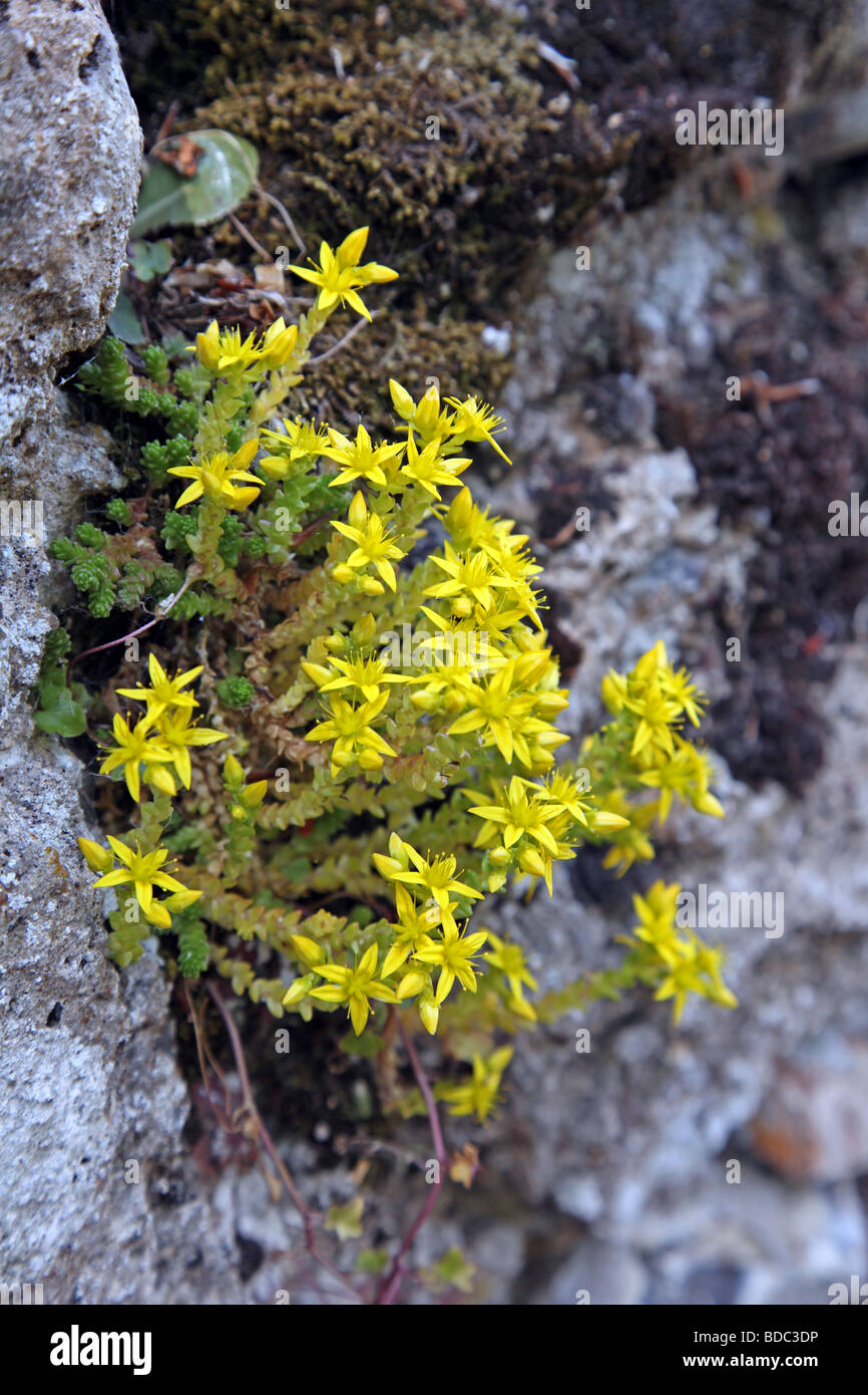 Biting stonecrop Sedum acre Stock Photo - Alamy