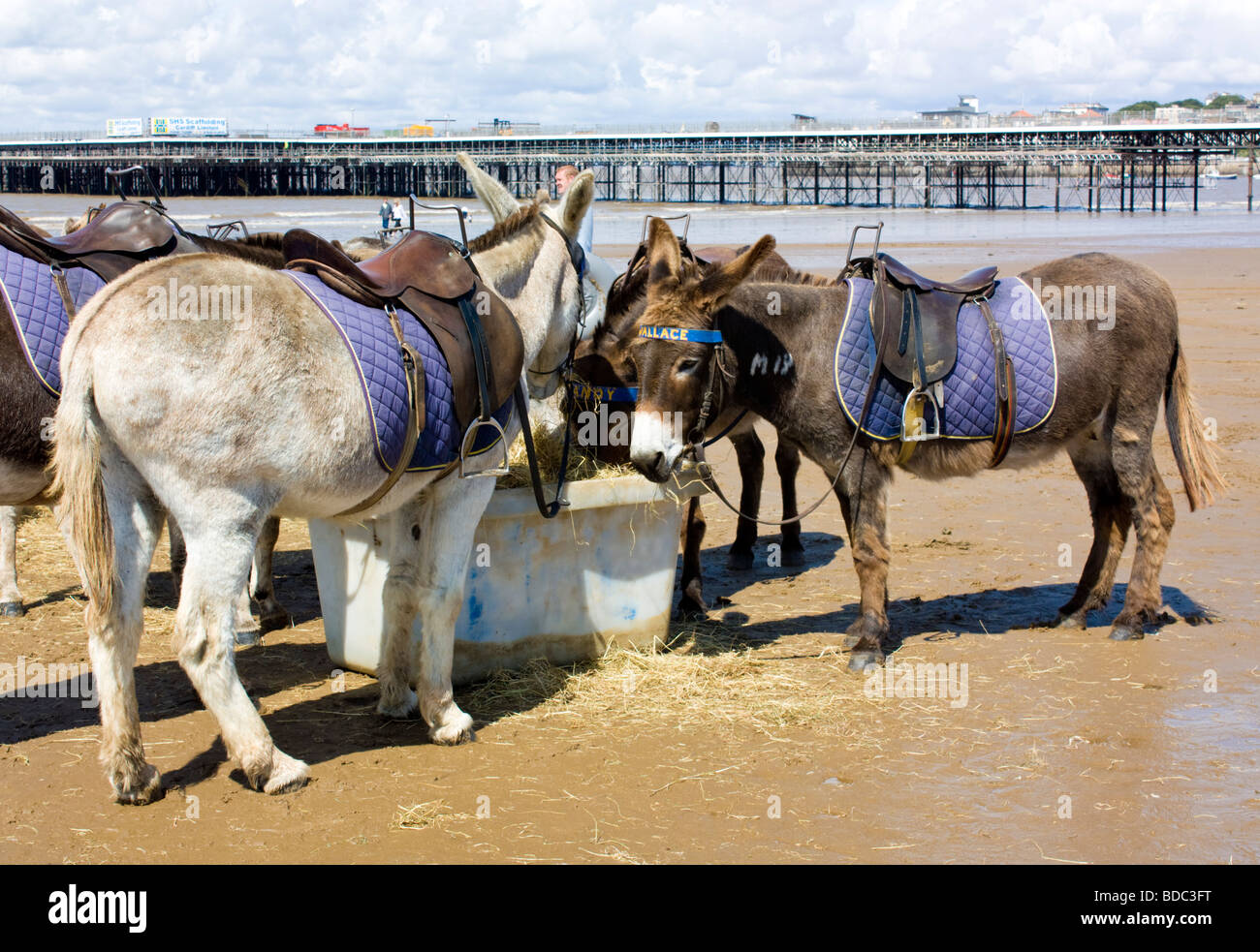 Donkeys on the beach at Weston super Mare Somerset England UK Stock ...