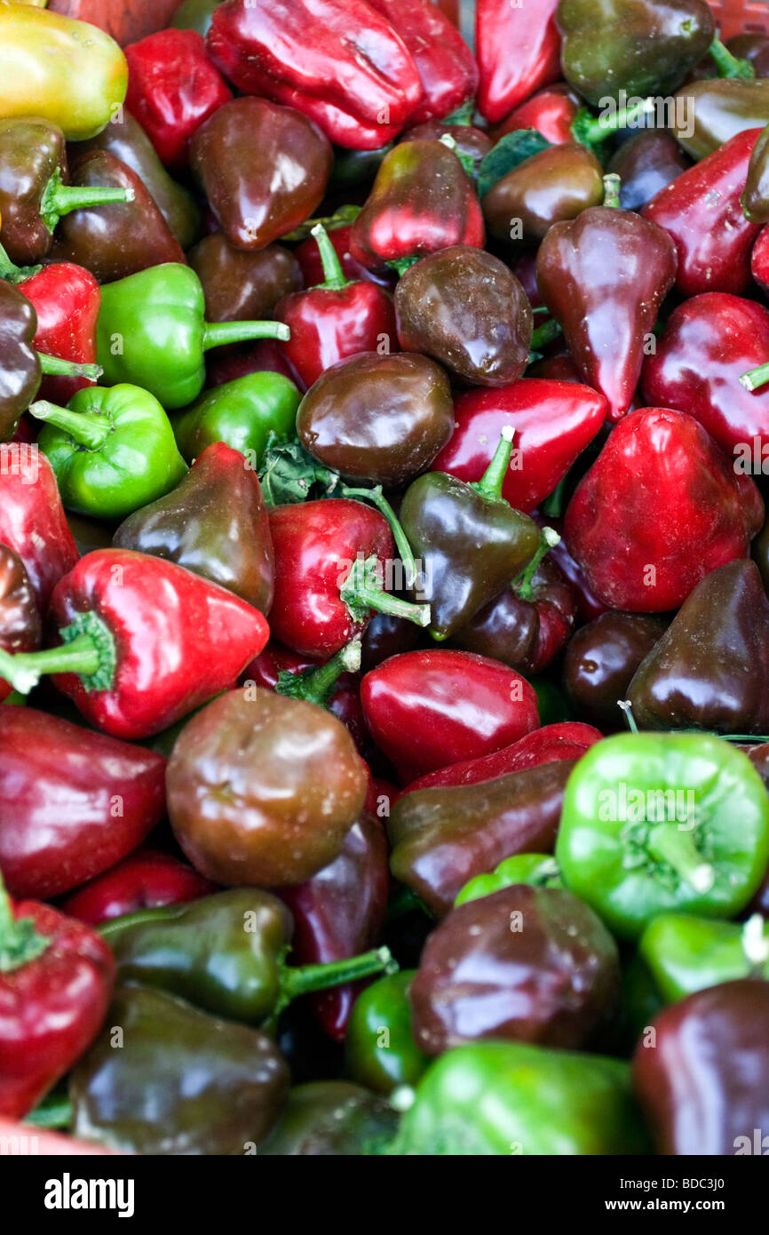 Small red and green Bell Pepper texture Calabria south of Italy Stock ...