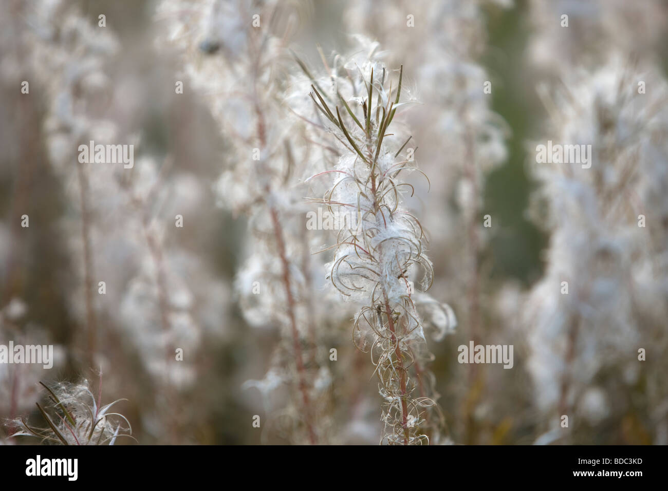 Rosebay Willow Herb, Epilobium angustifolium Stock Photo - Alamy