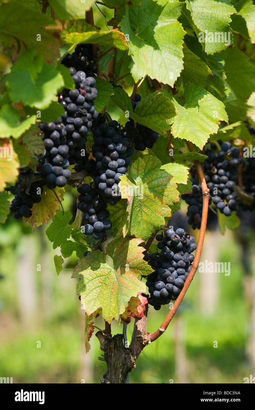Bunches of blue grapes Germany Stock Photo - Alamy