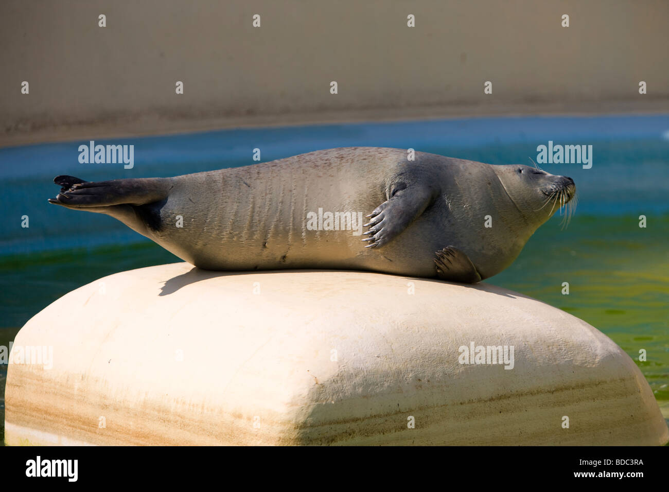 Seal chilling hi-res stock photography and images - Alamy