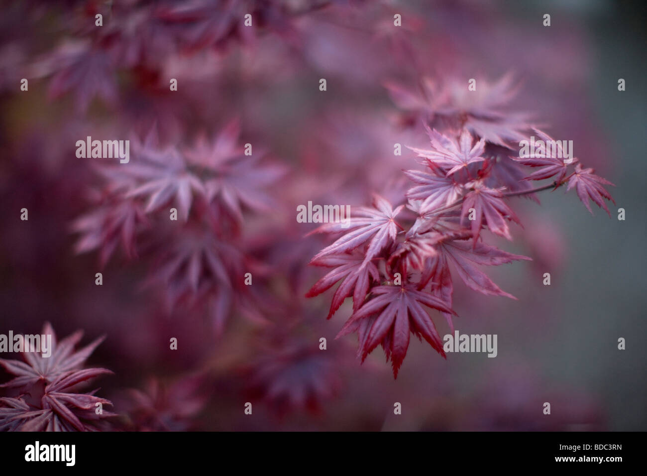 Japanese Maple, Acer palmatum, 'Bloodgood' Stock Photo - Alamy