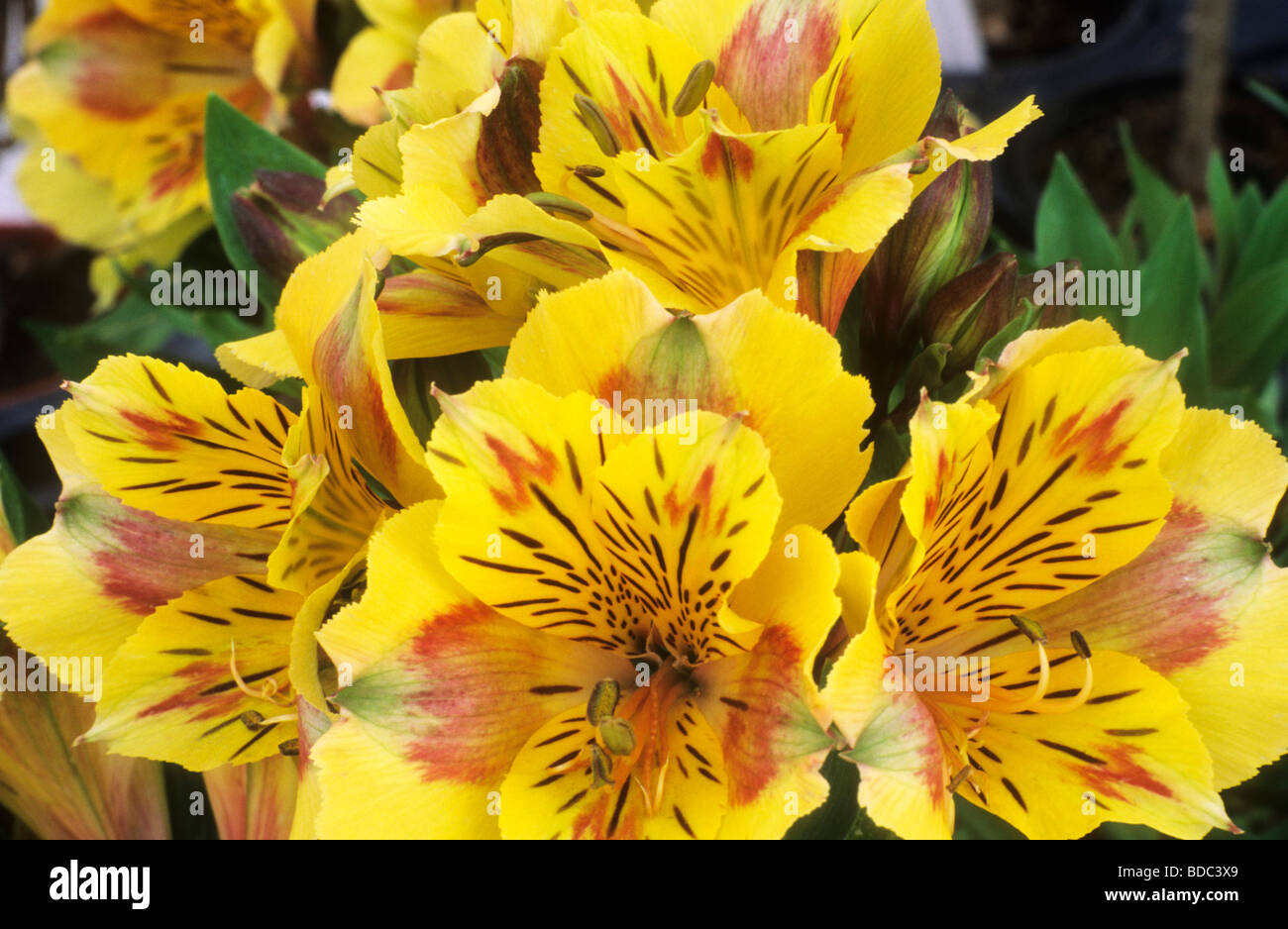 Alstroemeria 'Princess Felicia' yellow flowers flower blotched orange ...