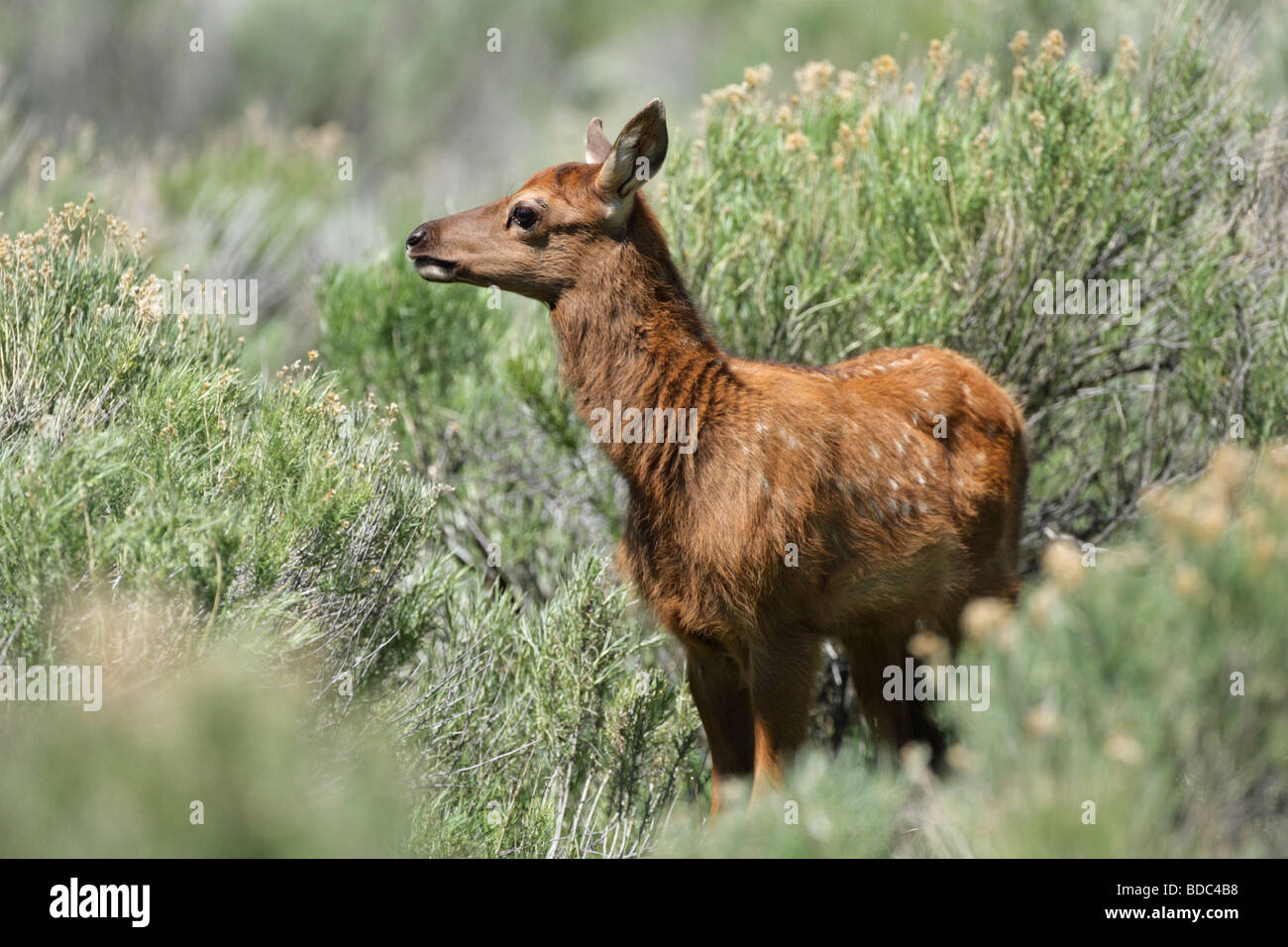 Spotted elk hi-res stock photography and images - Alamy