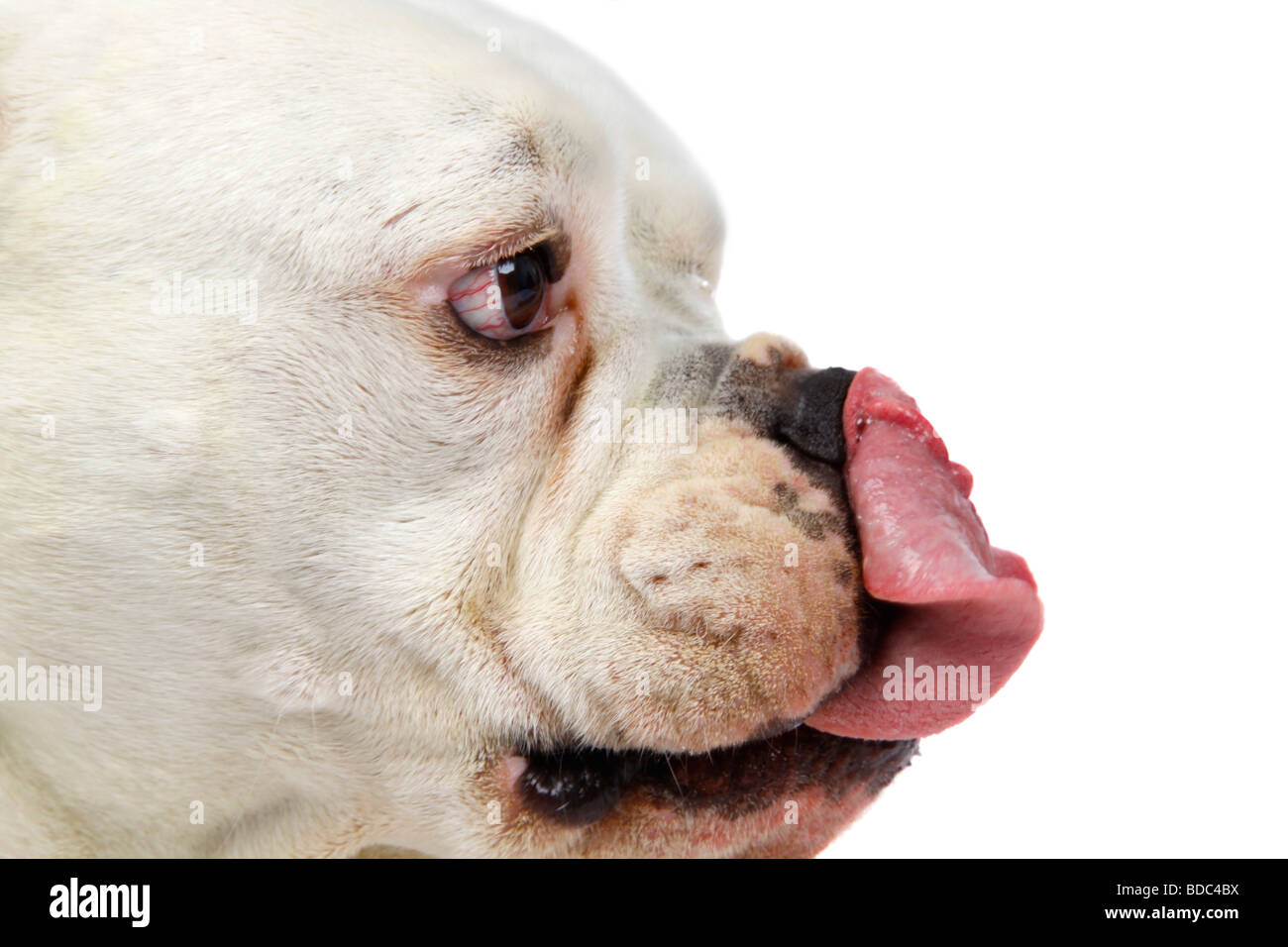 English bulldog (Canis lupus f. familiaris), licking the nose Stock ...