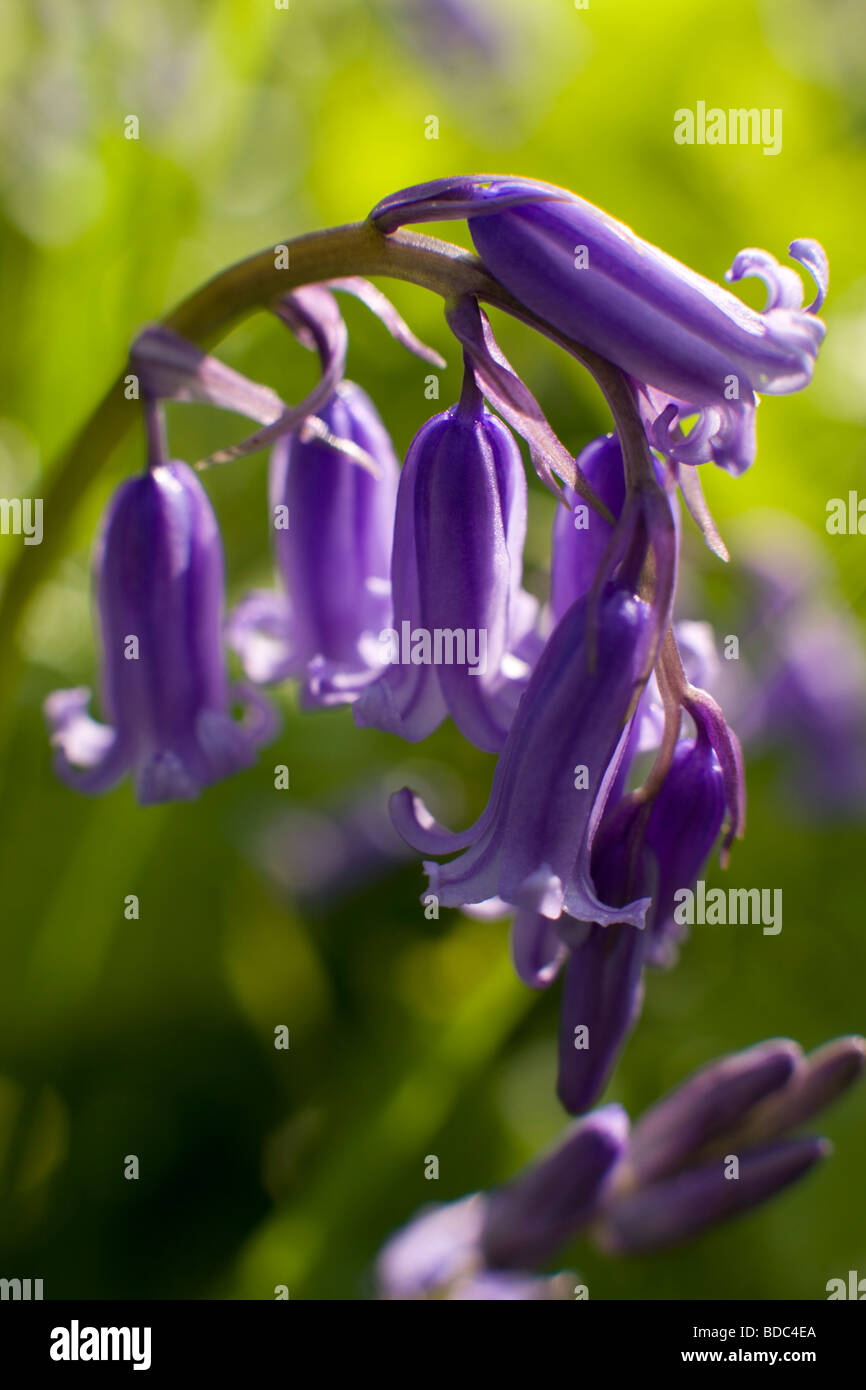 Close up of bluebells hi-res stock photography and images - Alamy