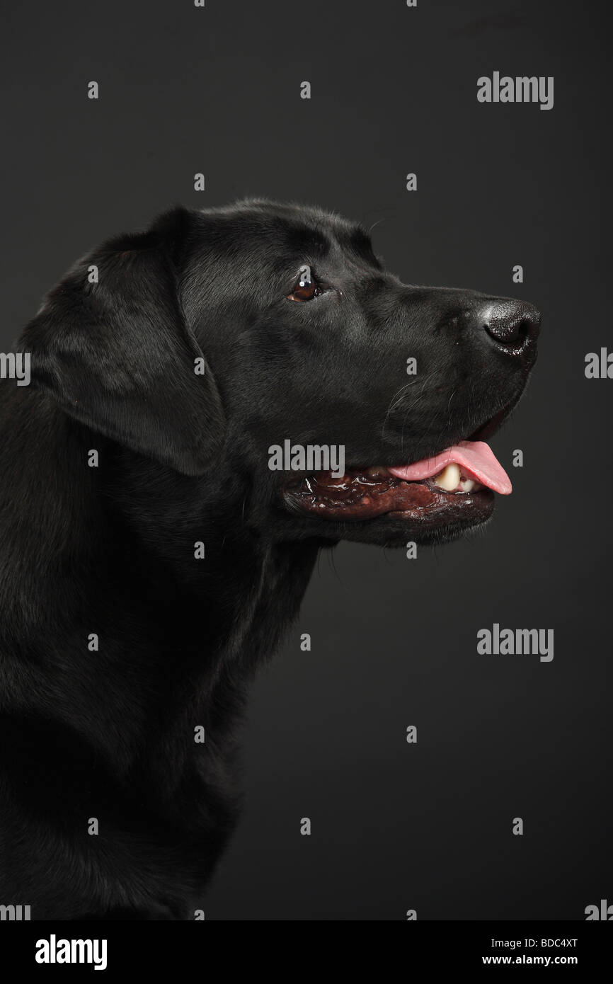 Labrador retriever black side profile hi-res stock photography and ...