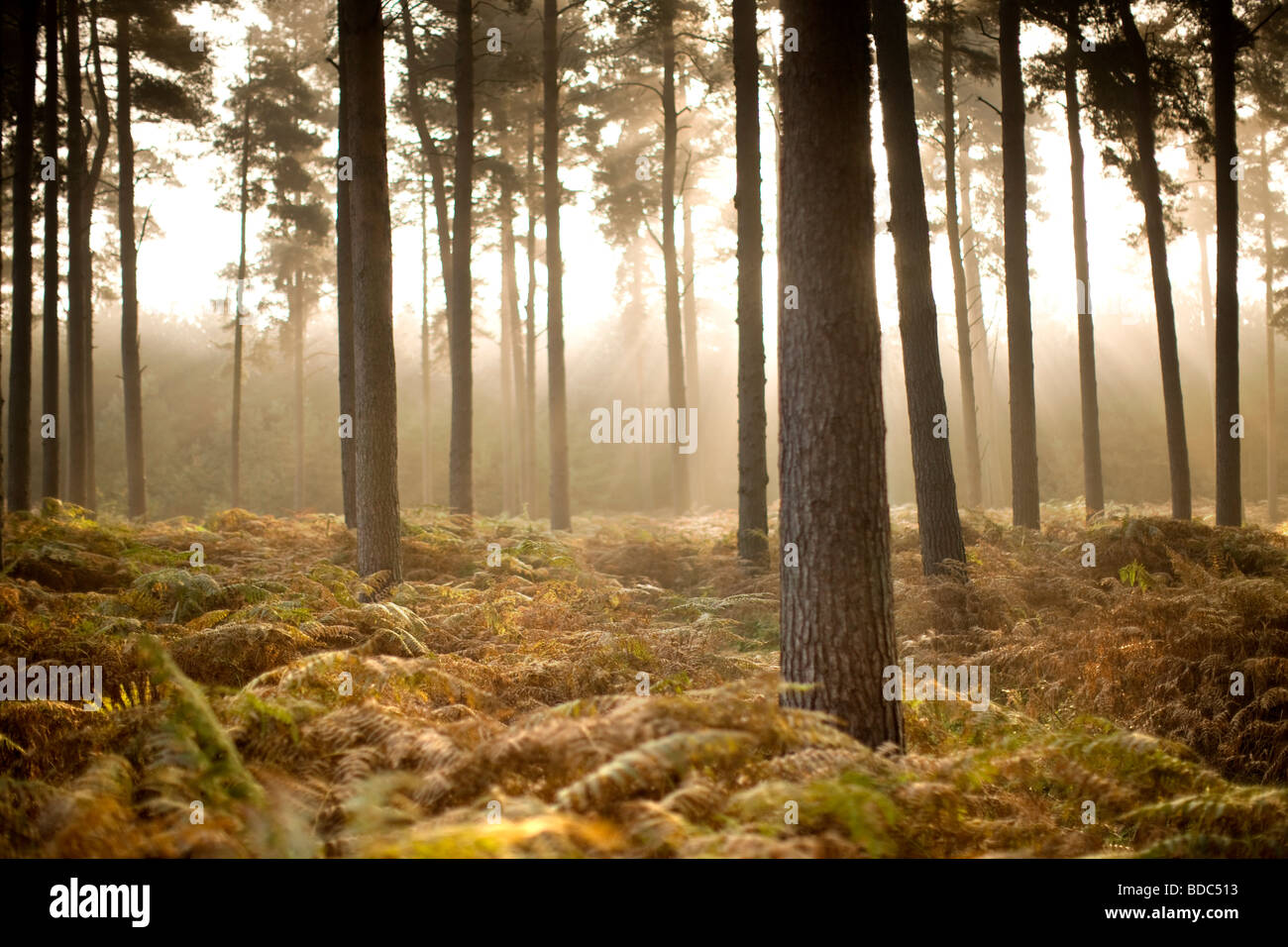 Winter Forest, Thetford Forest, Norfolk, UK Stock Photo - Alamy
