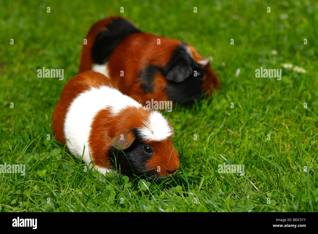 English Crested Guinea Pigs Stock Photo - Alamy