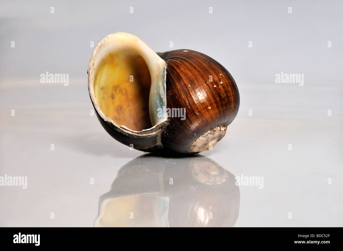 Empty snail shell on shiny reflective surface Stock Photo - Alamy