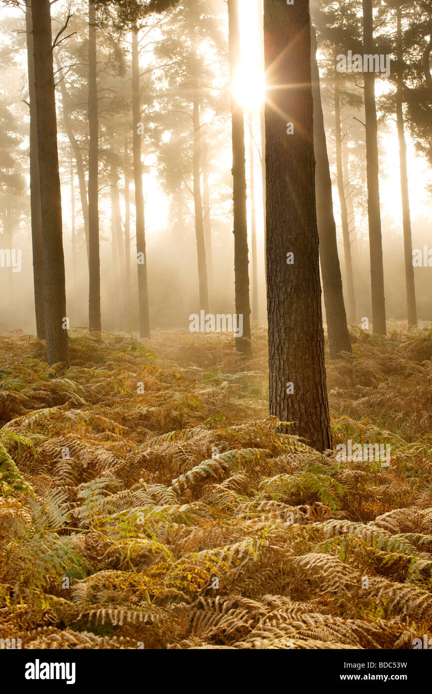 Thetford forest winter hi-res stock photography and images - Alamy