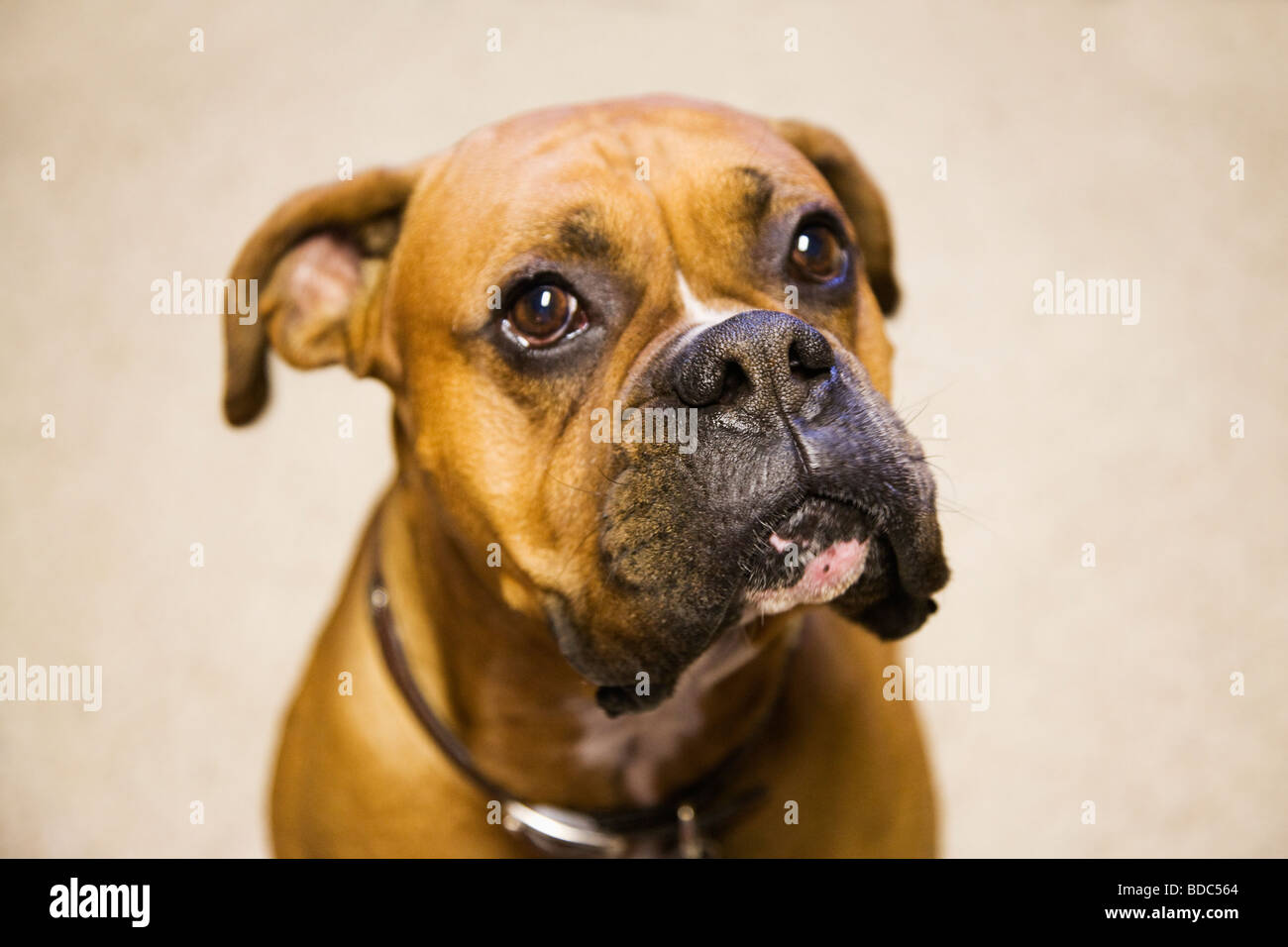 Close up of a boxer dog Stock Photo - Alamy