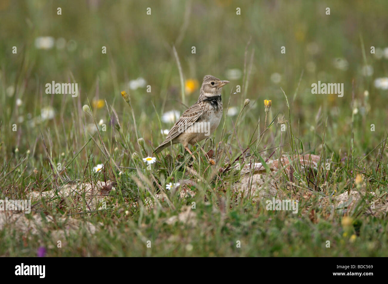 Calandra Lark Melanocorypha calandra Turkey Spring Stock Photo - Alamy