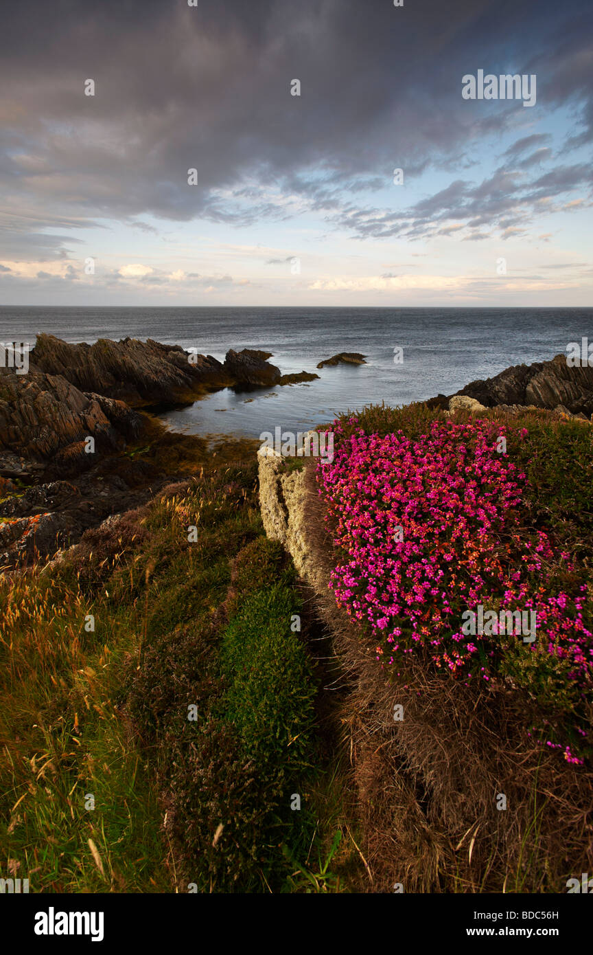 Heather isle of man hi-res stock photography and images - Alamy