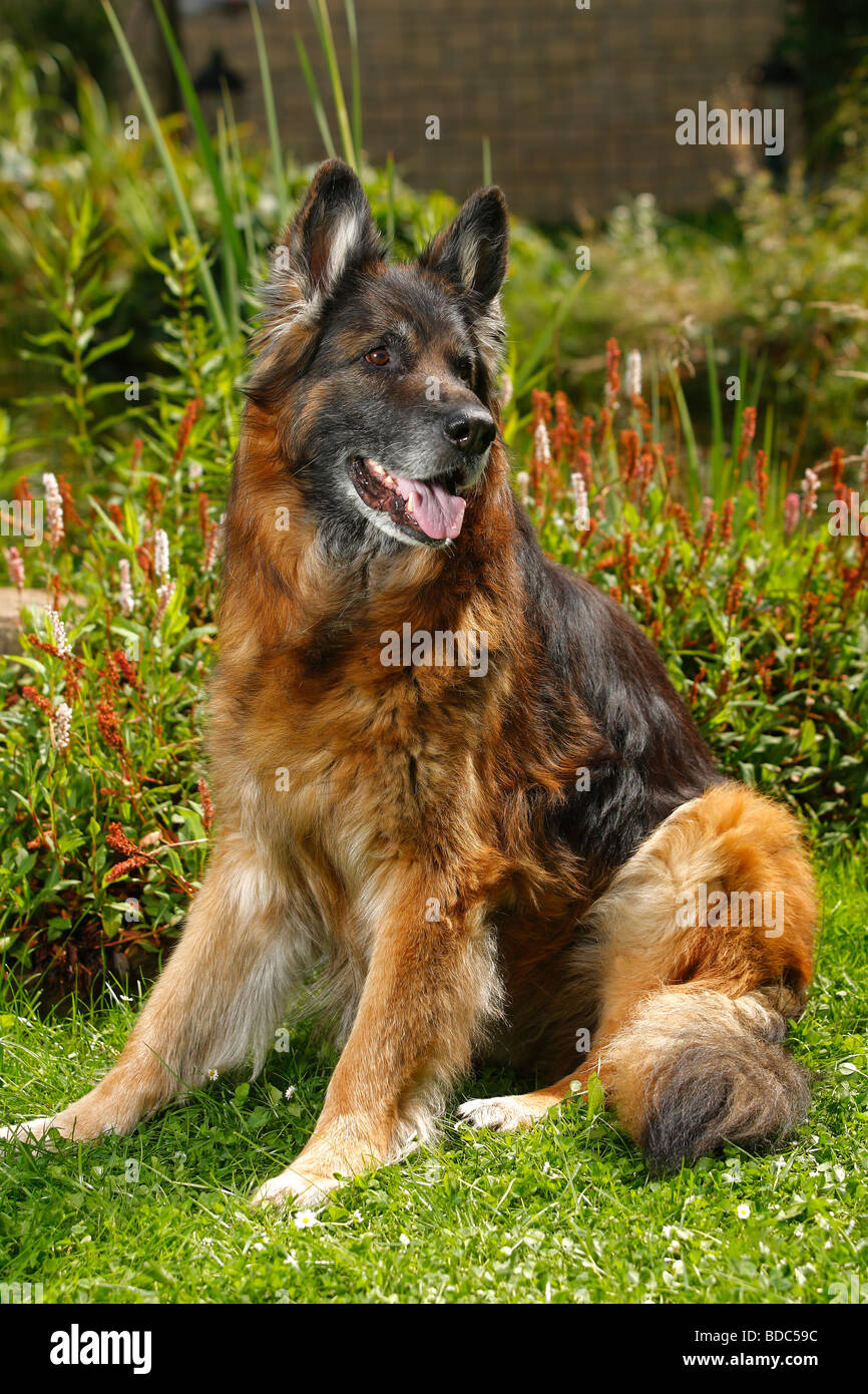 Alsatian hi-res stock photography and images - Alamy