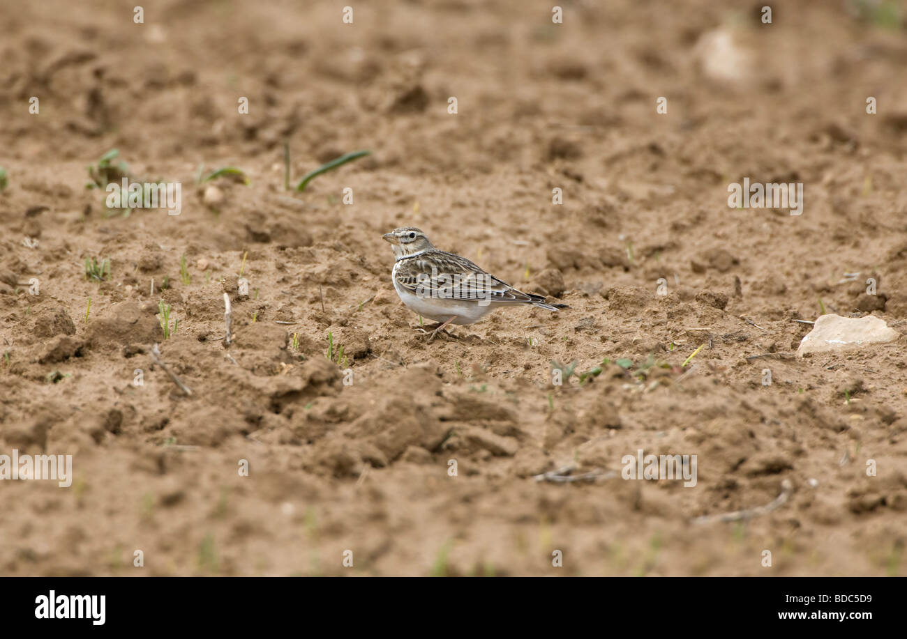Calandra Lark Melanocorypha calandra Turkey Spring Stock Photo - Alamy