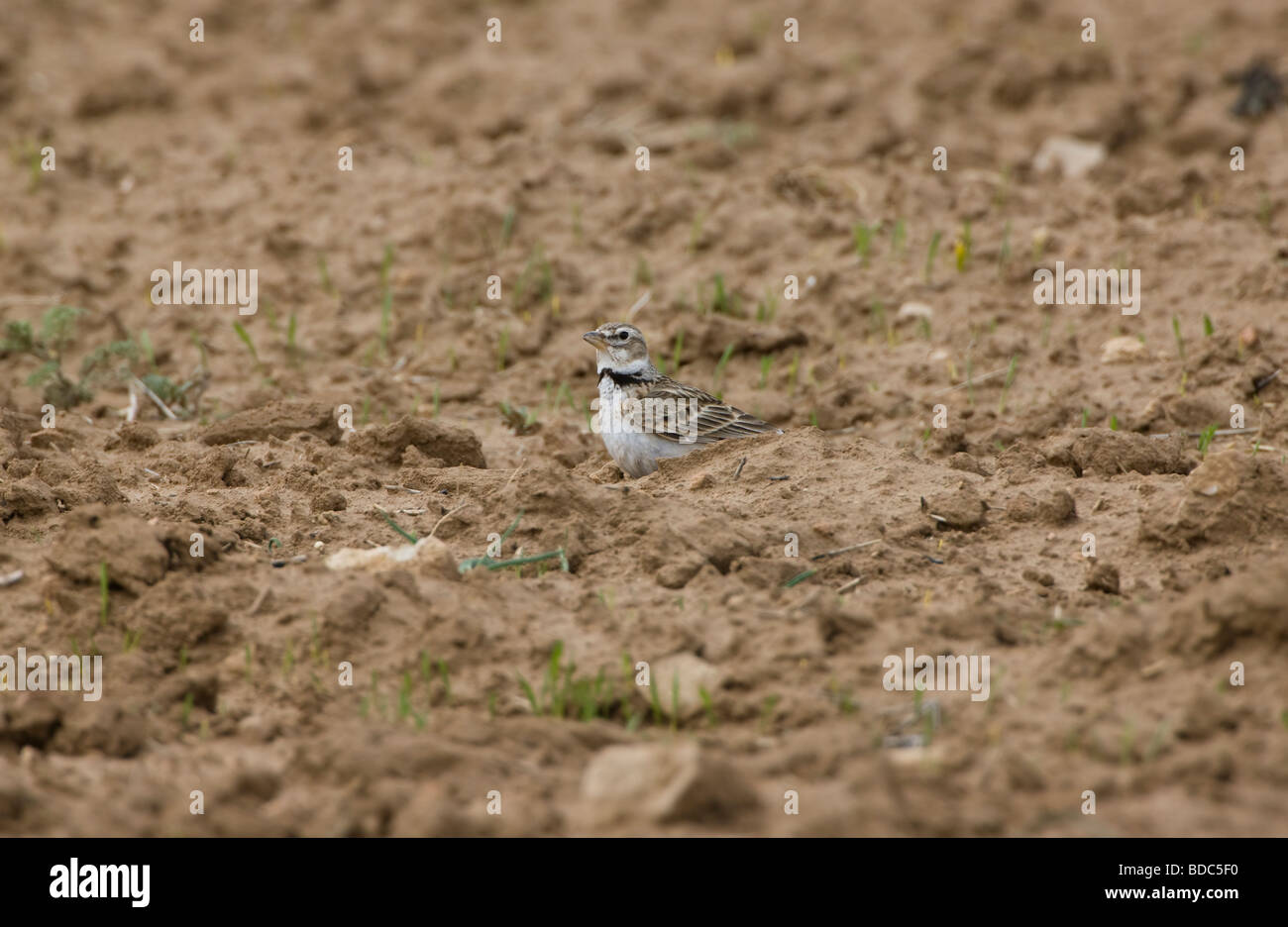 Calandra Lark Melanocorypha calandra Turkey Spring Stock Photo - Alamy