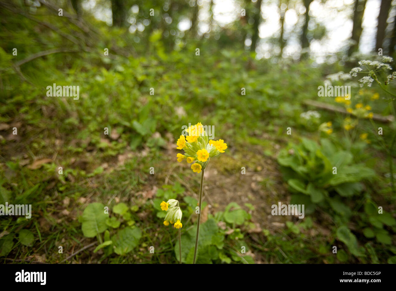 Close-up of Yellow Oxlip Stock Photo - Alamy
