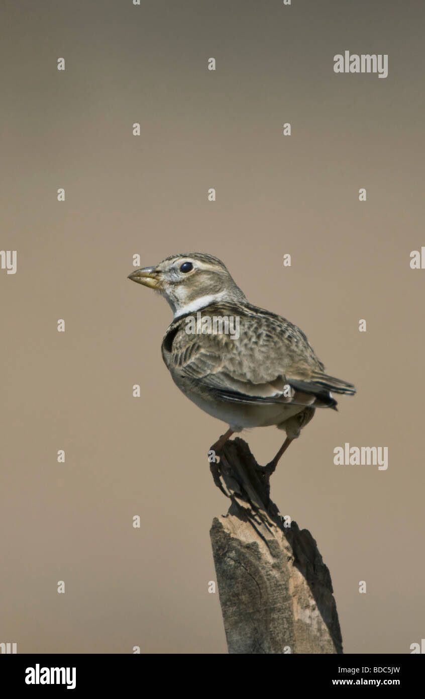 Calandra Lark Melanocorypha calandra Turkey Spring Stock Photo - Alamy