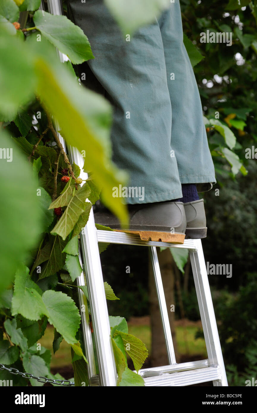 Ladder feet garden hi-res stock photography and images - Alamy
